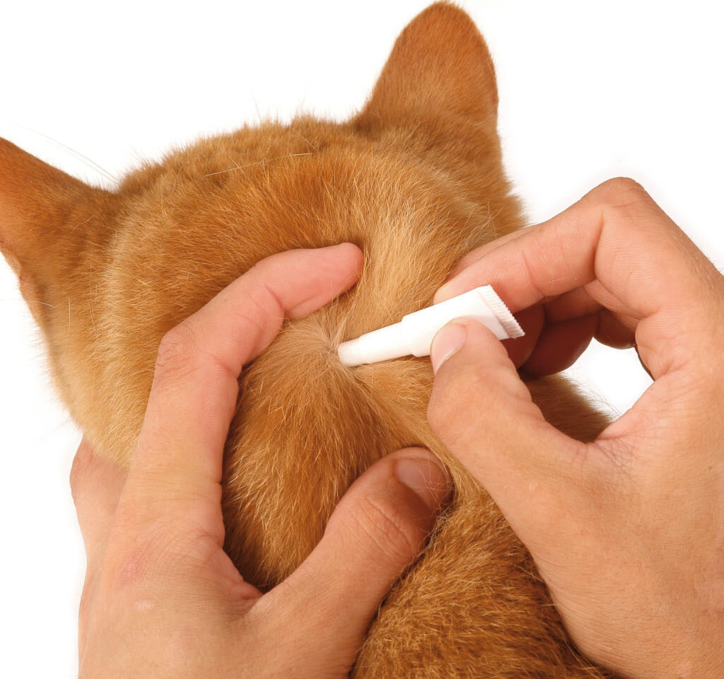 Profender - VetPharma